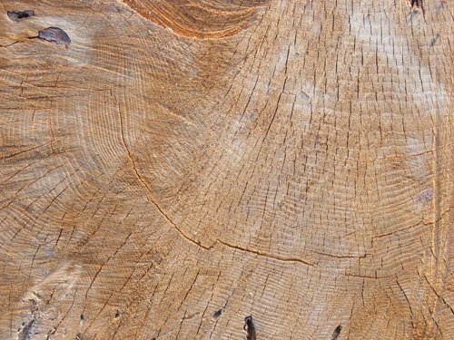 Smashing Release : 15 Free And High Quality Tree Wood Textures ...